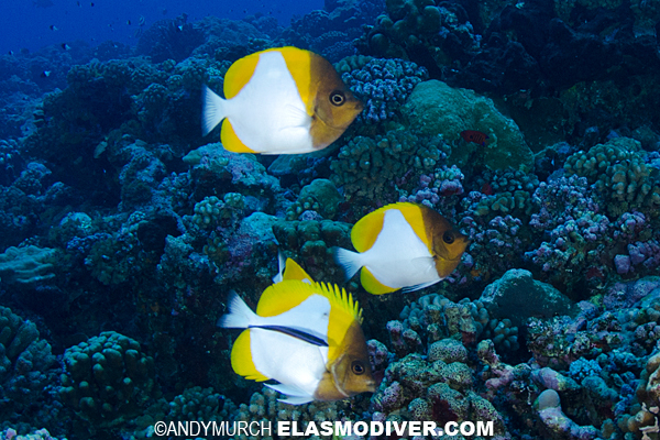 Pyramid Butterflyfish pictures - images of Hemitaurichthys polylepis